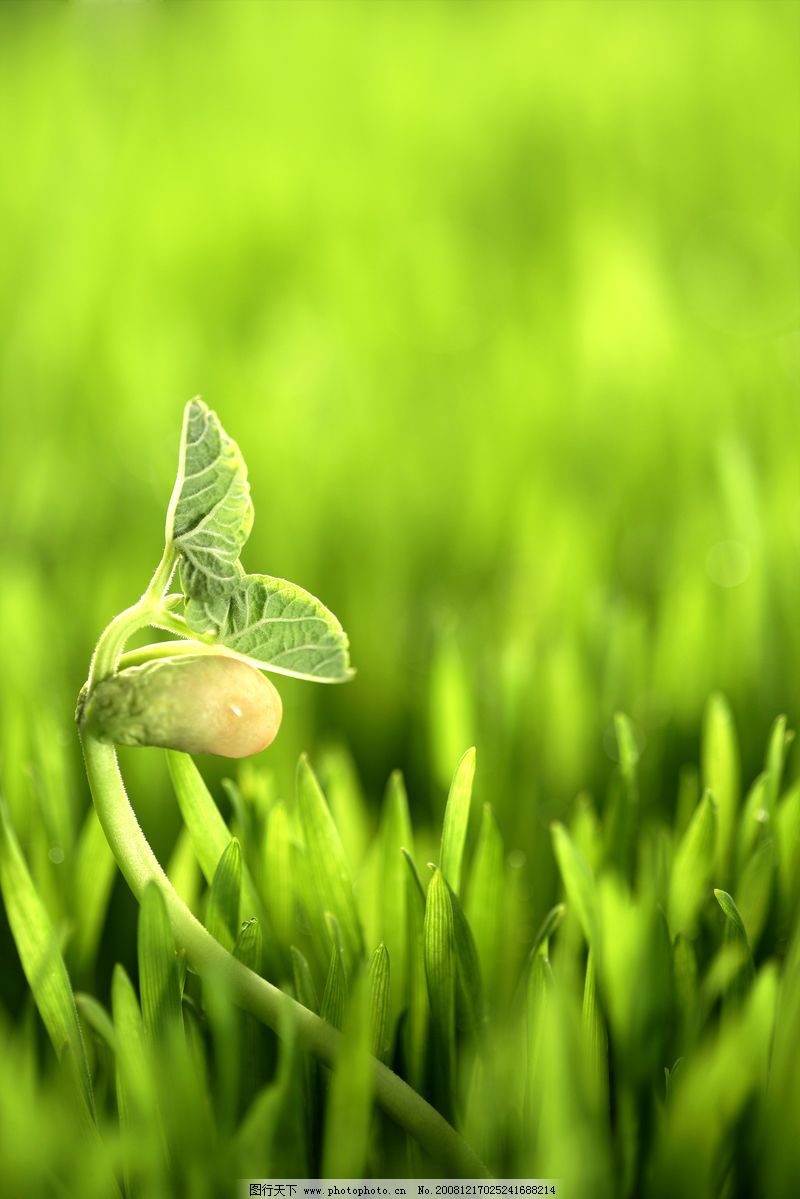 新芽嫩叶0059图片_花草树木_自然风景-图行天下素材网